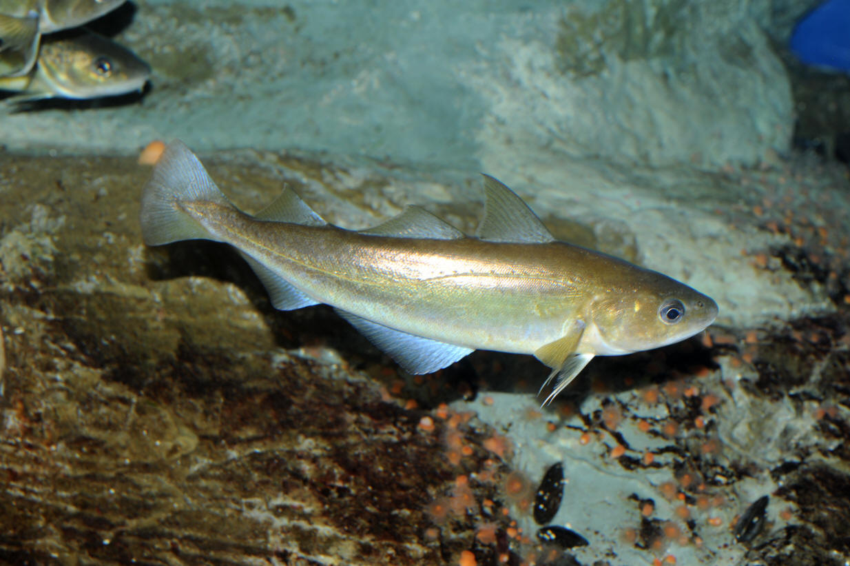 (Gadiformes Goodrich, 1909) Отряд Гадиформес, Трескообразные, Order Gadiformes Goodrich, 1909 ...